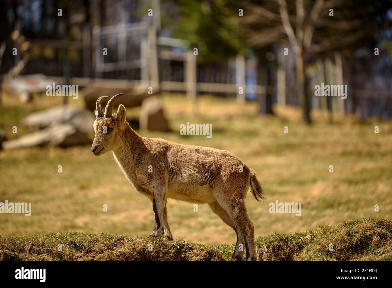 Iberian ibex (Capra pyrenaica) in the Molló Parc animal park (Ripollès ...
