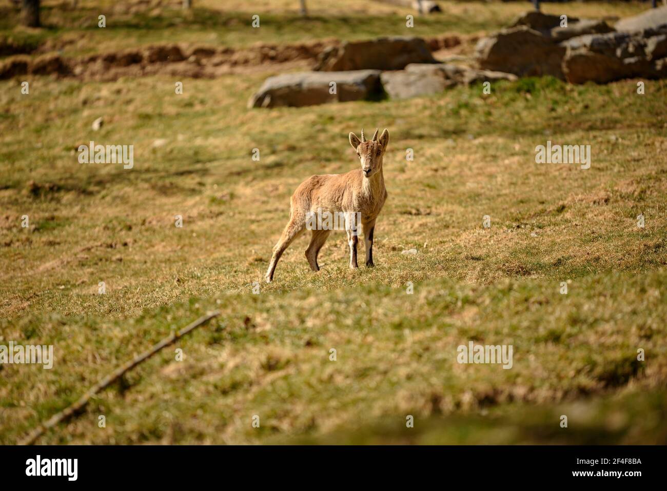 Iberian ibex (Capra pyrenaica) in the Molló Parc animal park (Ripollès ...