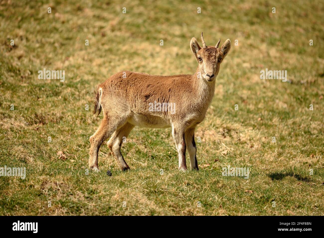 Bouquetin despagne cabra salvatge iberica hi-res stock photography and ...