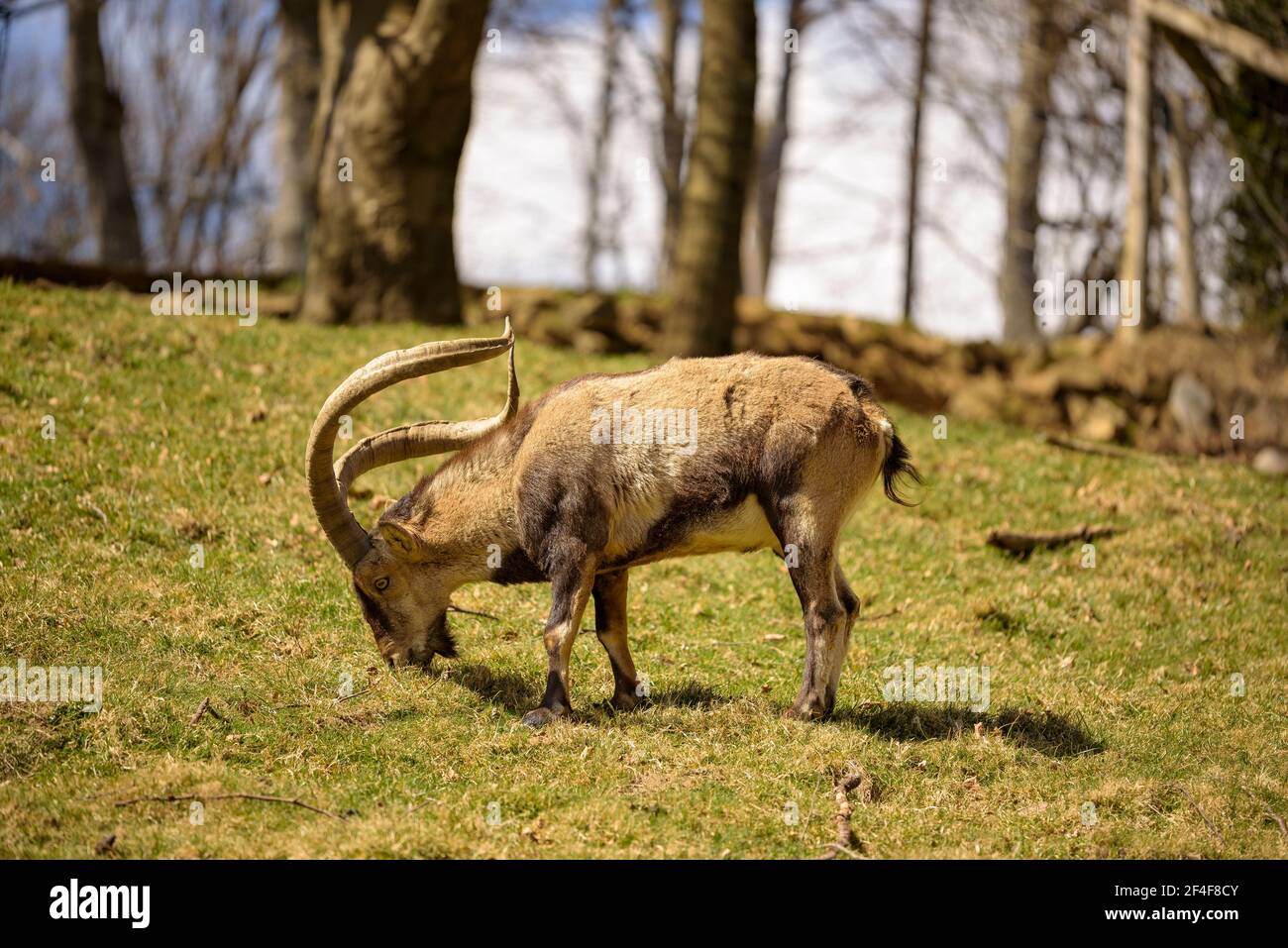 Animales de tronco hi-res stock photography and images - Alamy