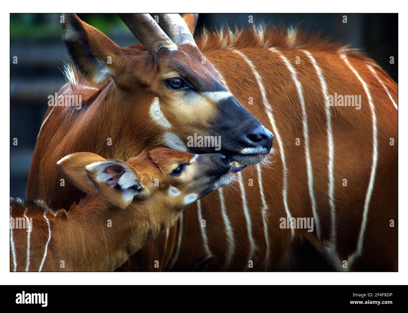 Animal Bongo June 2001New born baby BONGO, called Noodles,just over ...