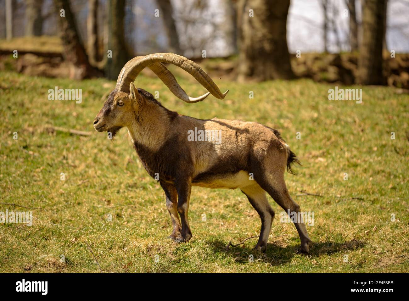 Bouquetin despagne cabra salvatge iberica hi-res stock photography and ...
