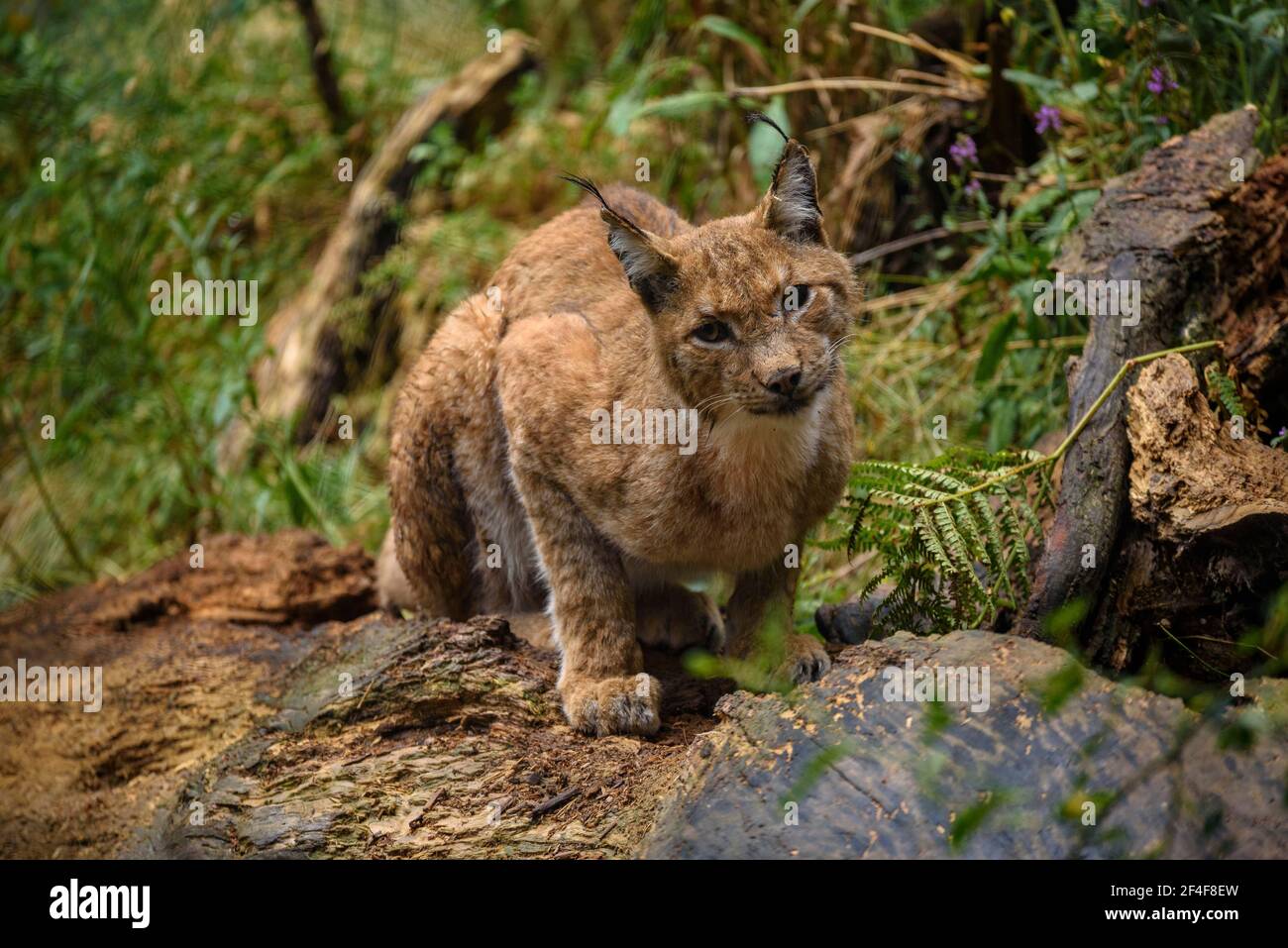 Animales de tronco hi-res stock photography and images - Alamy