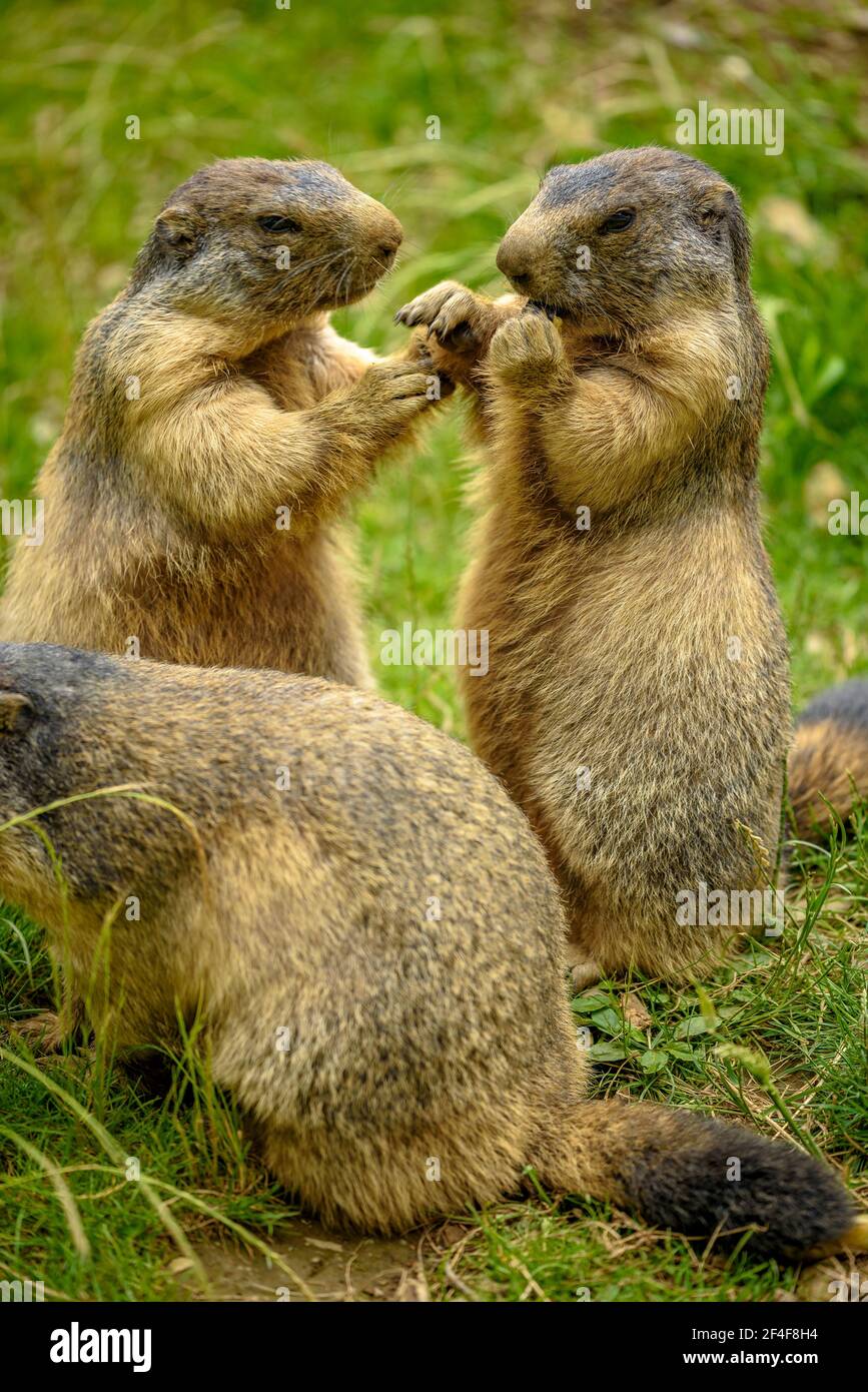 Paisaje de animales hi-res stock photography and images - Alamy