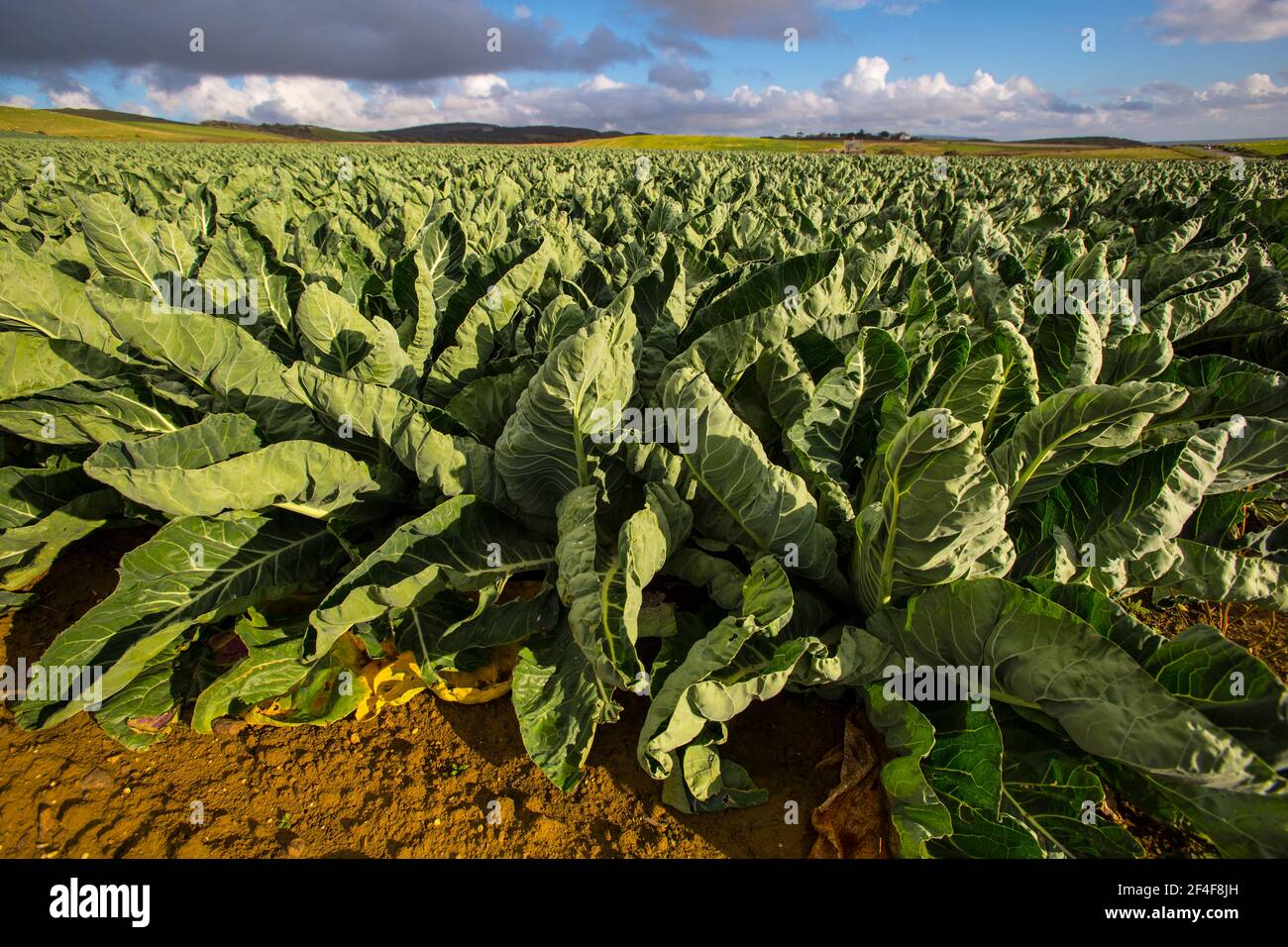 Cabbage, Field, Agriculture, Farm Land, fields, Compton Bay, Isle of ...