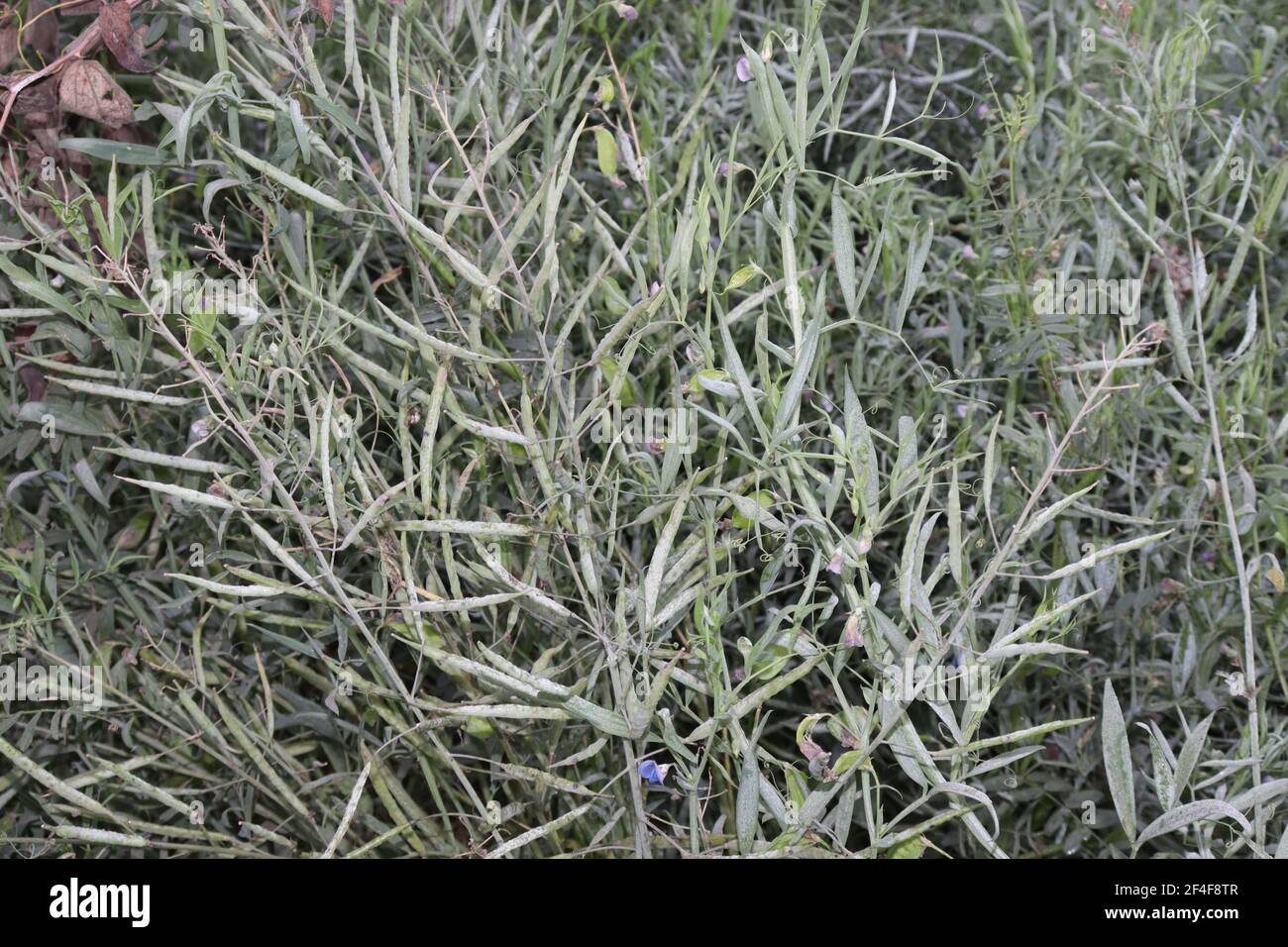 Mustard seed tree hi-res stock photography and images - Alamy