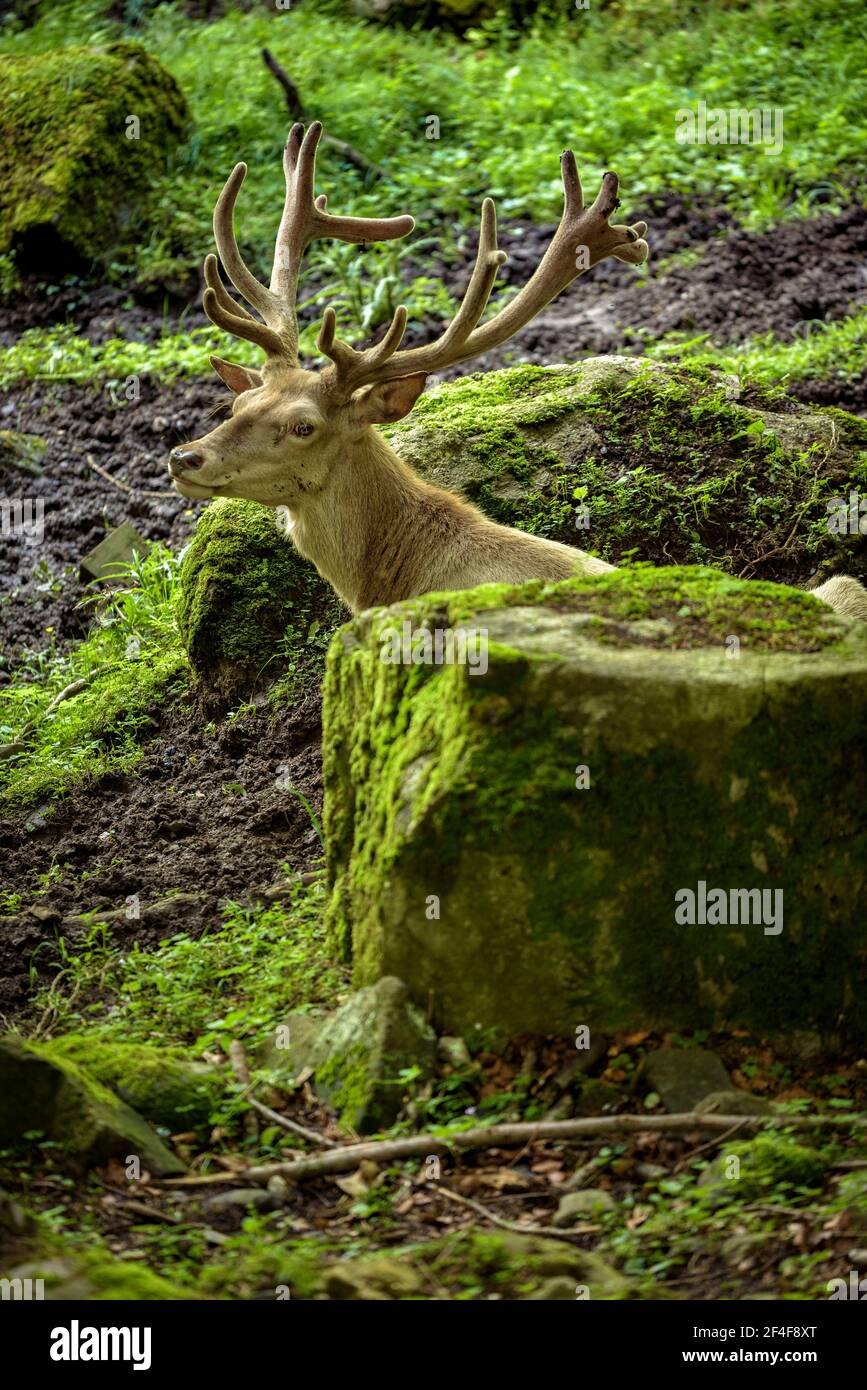 Ciervo del parque de animales hi-res stock photography and images - Alamy