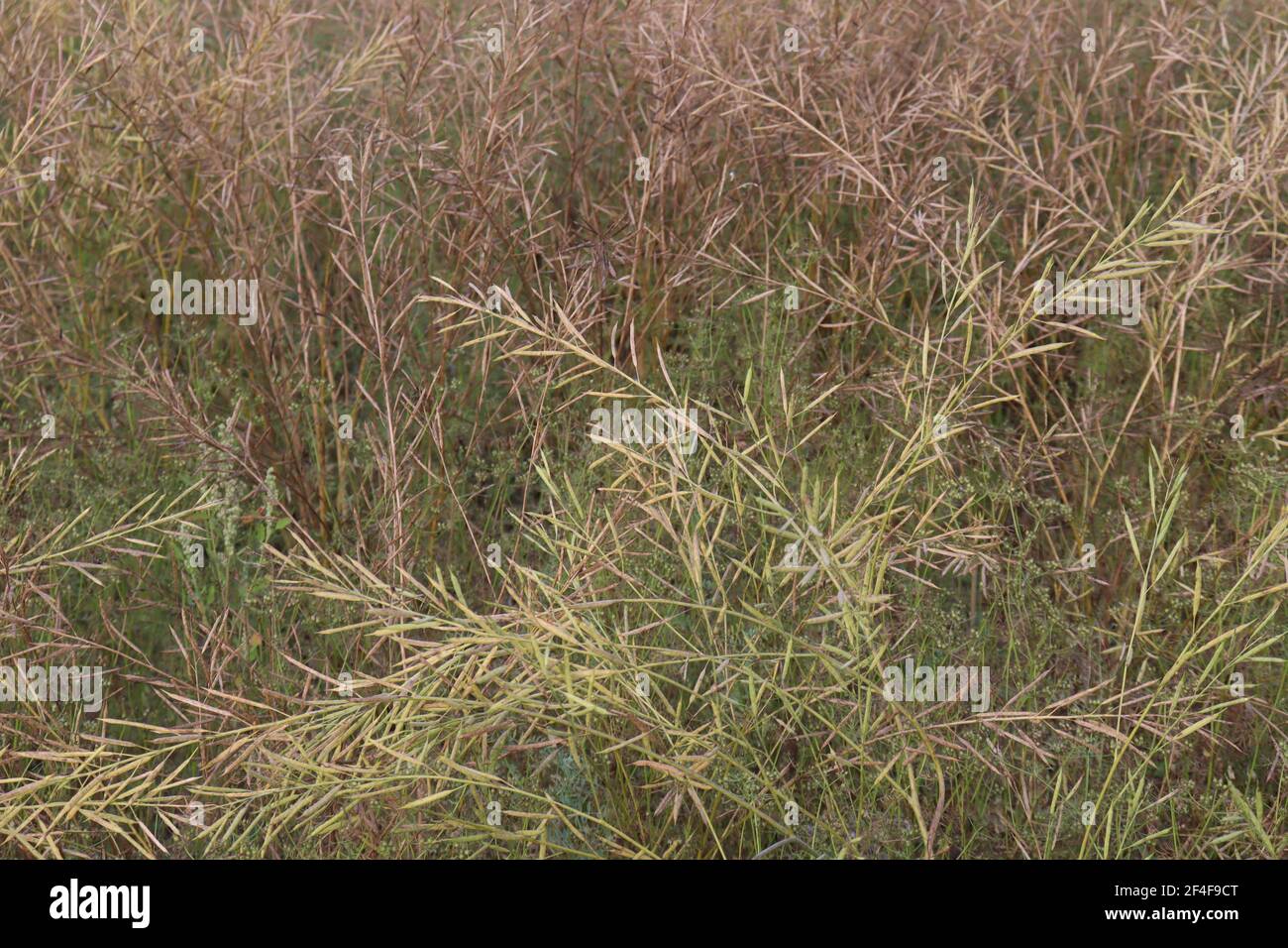 ripe mustard stock on tree in firm for harvest Stock Photo - Alamy