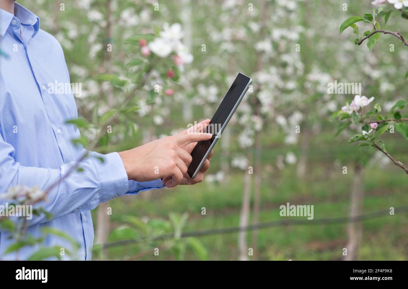 Modern technology and spring nature, owner or gardener works in fruit ...