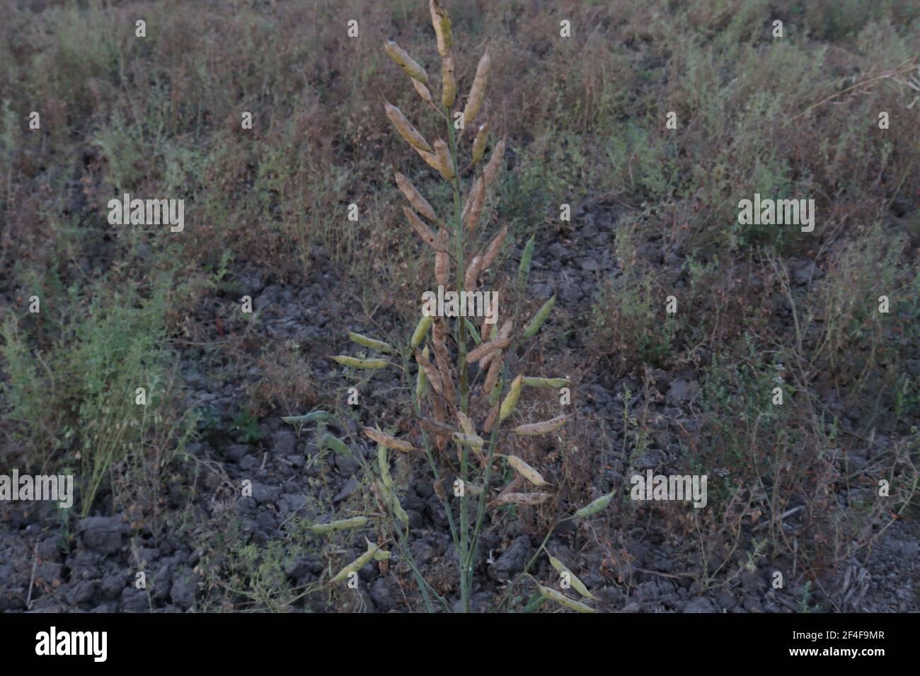 Mustard Seed Tree High Resolution Stock Photography and Images - Alamy
