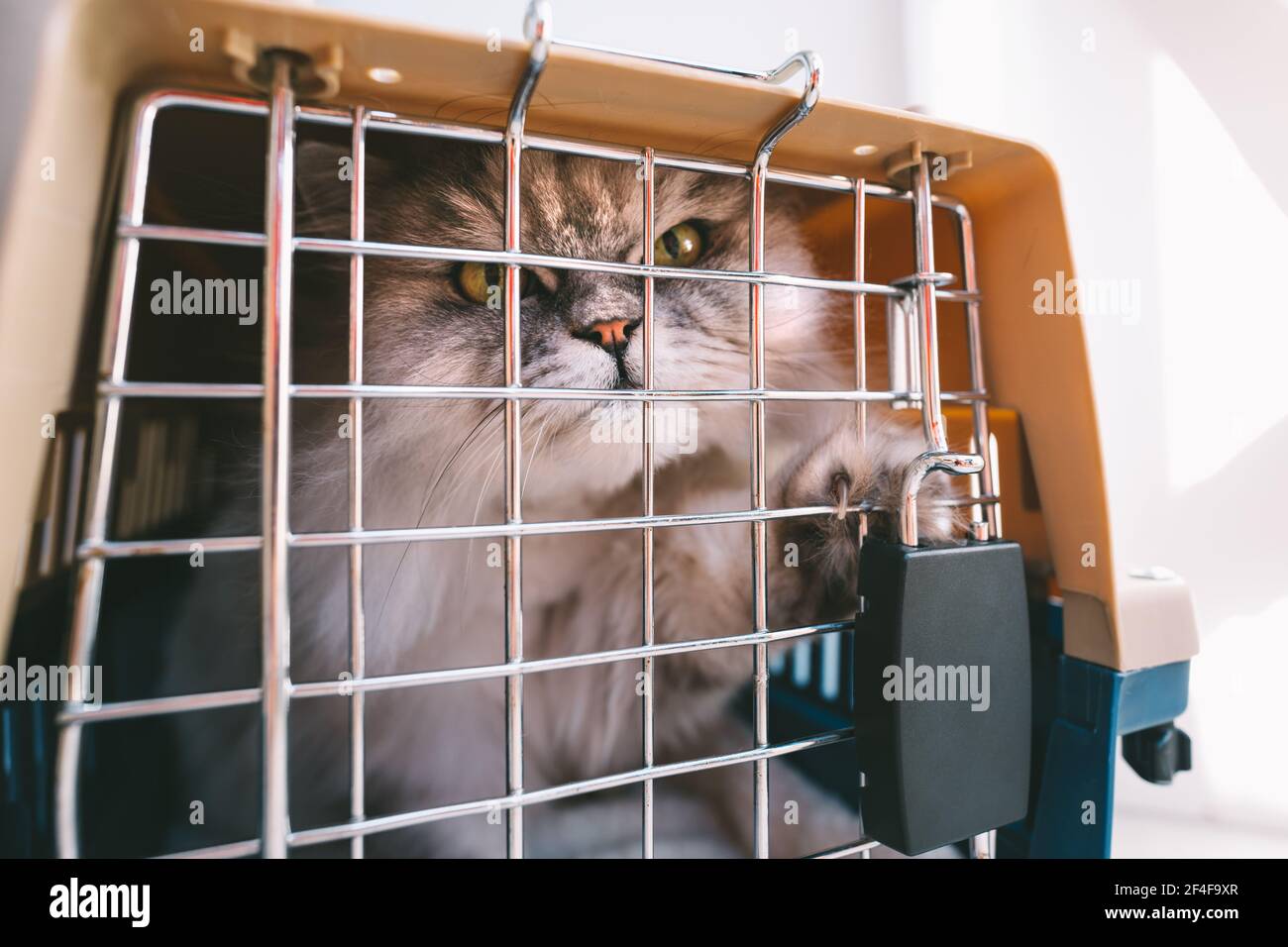 Animal Transport Cage High Resolution Stock Photography and Images - Alamy