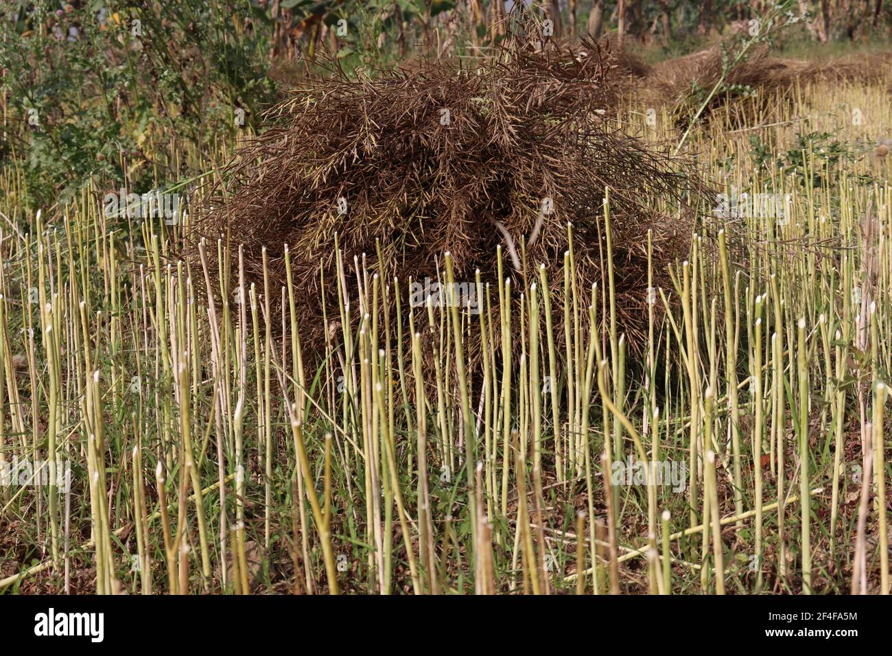 ripe mustard stock on firm for harvest Stock Photo - Alamy