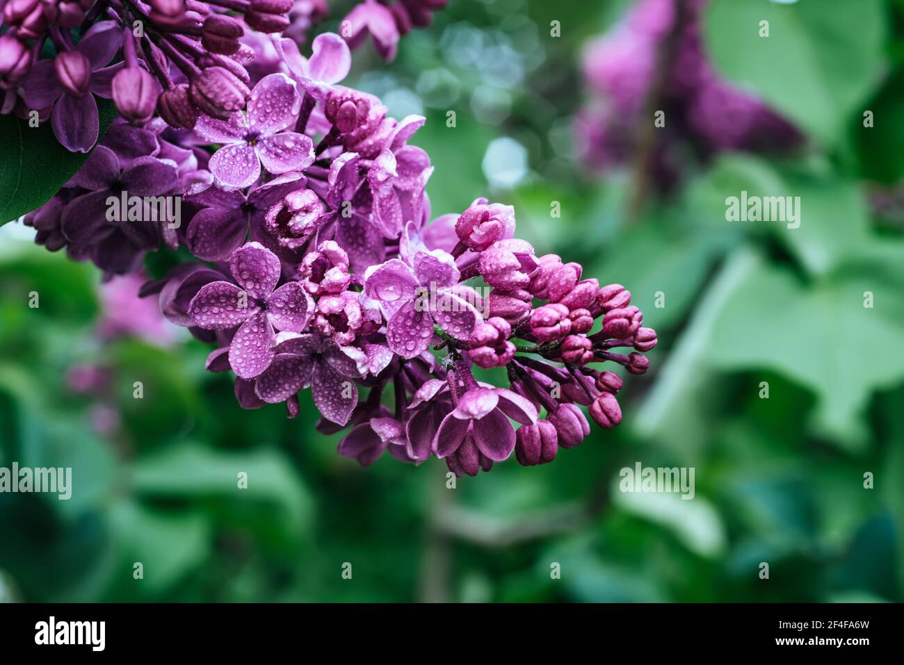 Spring lilac flowers Stock Photo - Alamy
