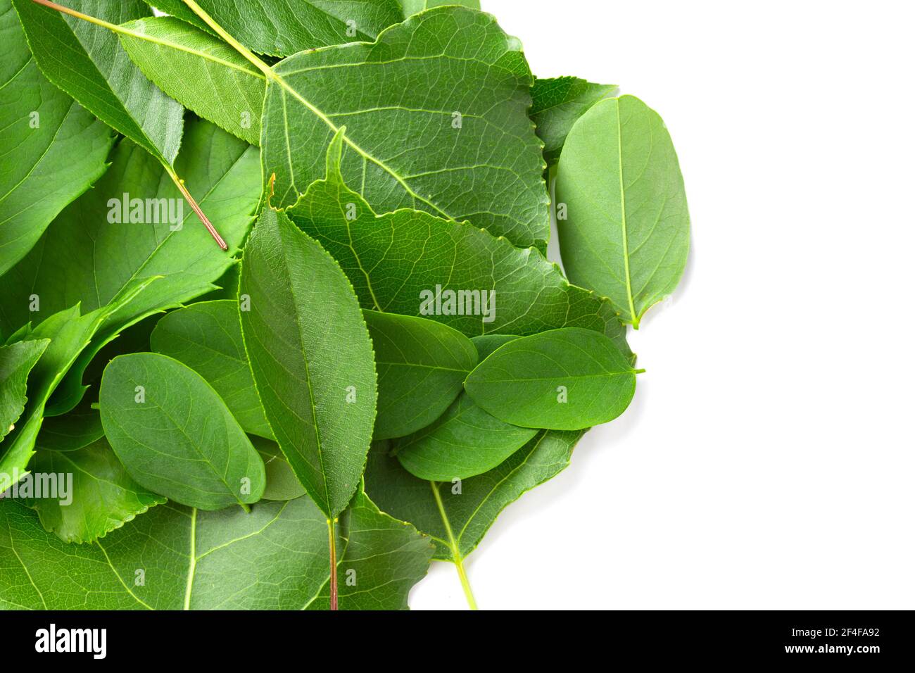 Heap of different green leaves on a white background. Nature background ...