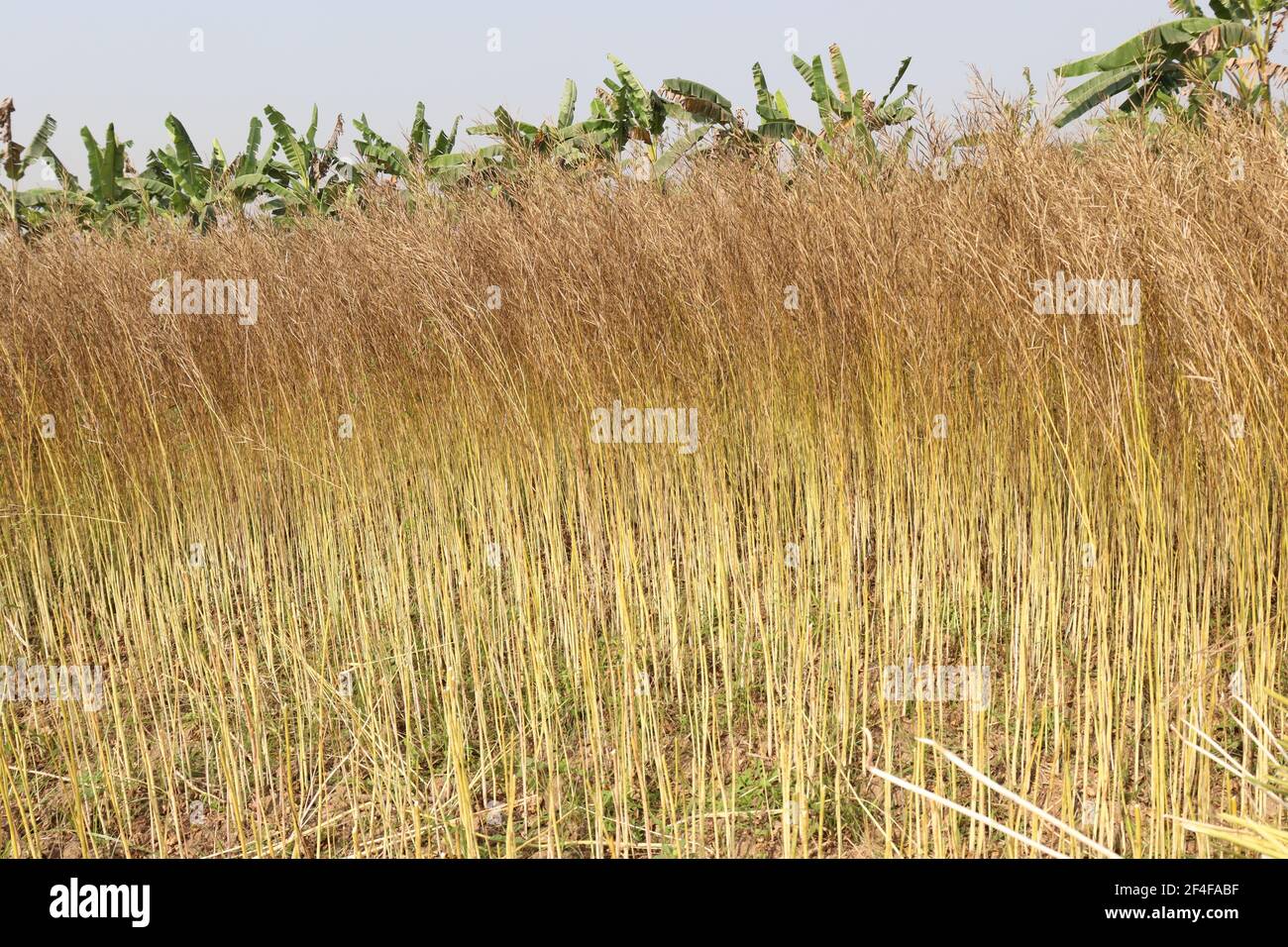 Ginger firm hi-res stock photography and images - Alamy