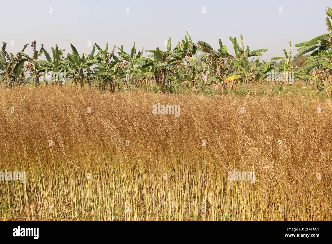 Ginger firm hi-res stock photography and images - Alamy