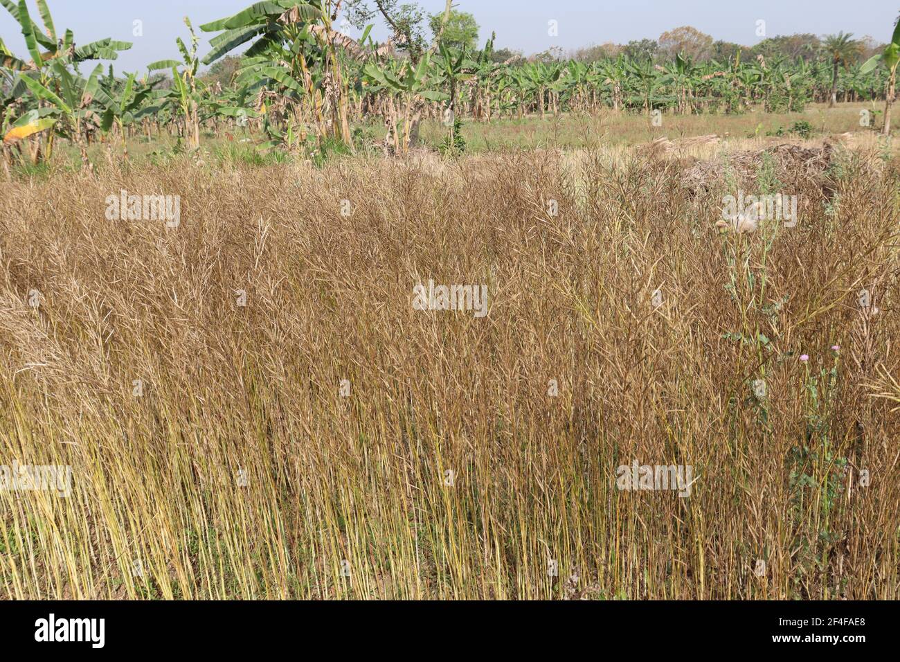 Ginger firm hi-res stock photography and images - Alamy