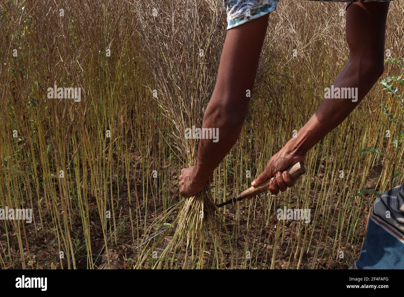 Stock mustard hi-res stock photography and images - Alamy