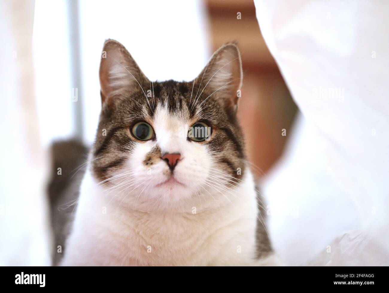 A cat inside a home Stock Photo - Alamy