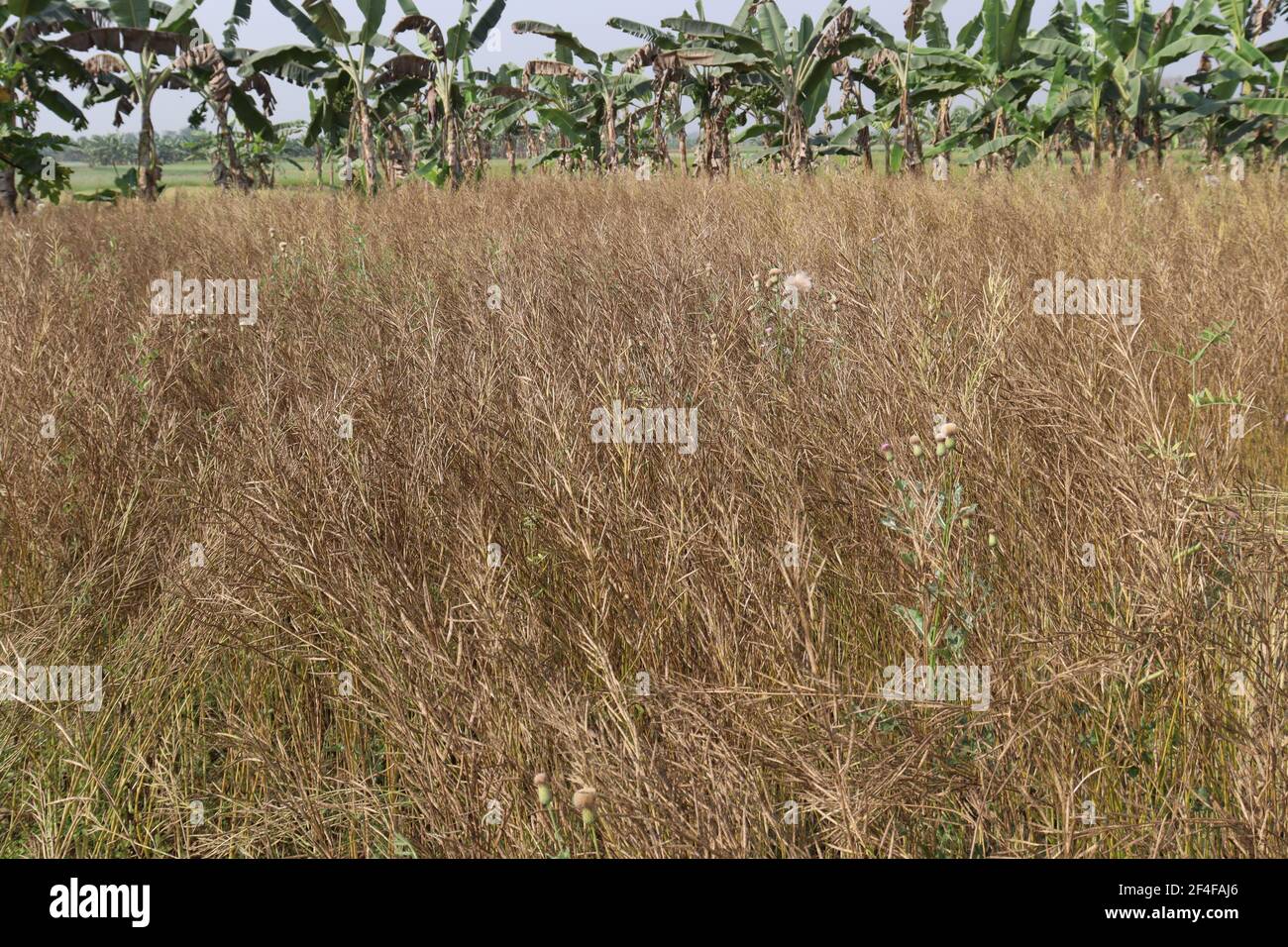 Ginger firm hi-res stock photography and images - Alamy