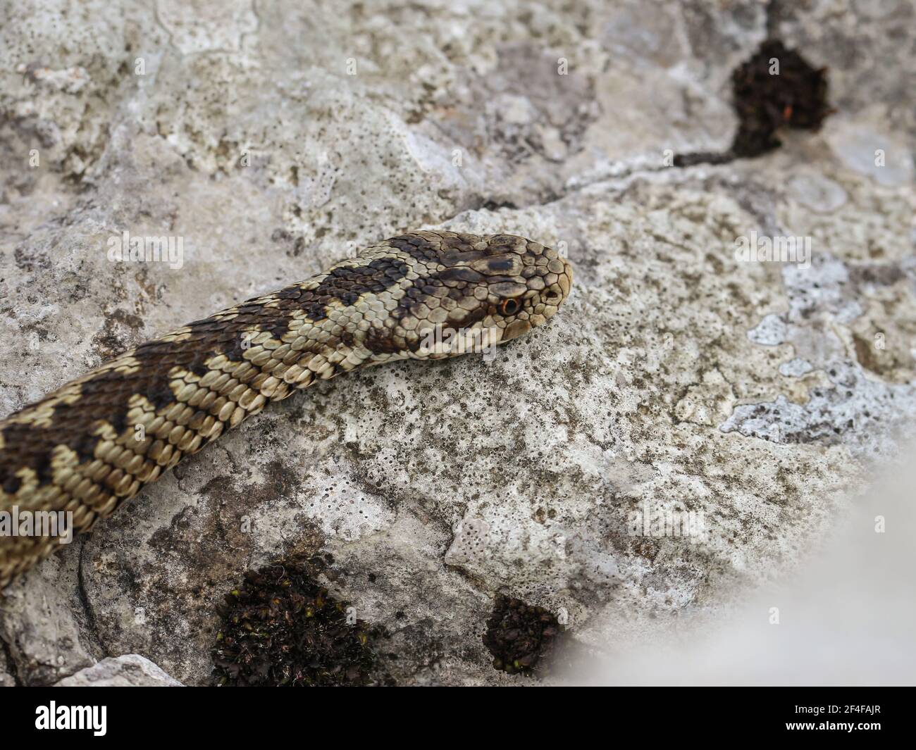 Single female of Meadow viper (latin nama Vipera ursinii) at Mokra Gora ...
