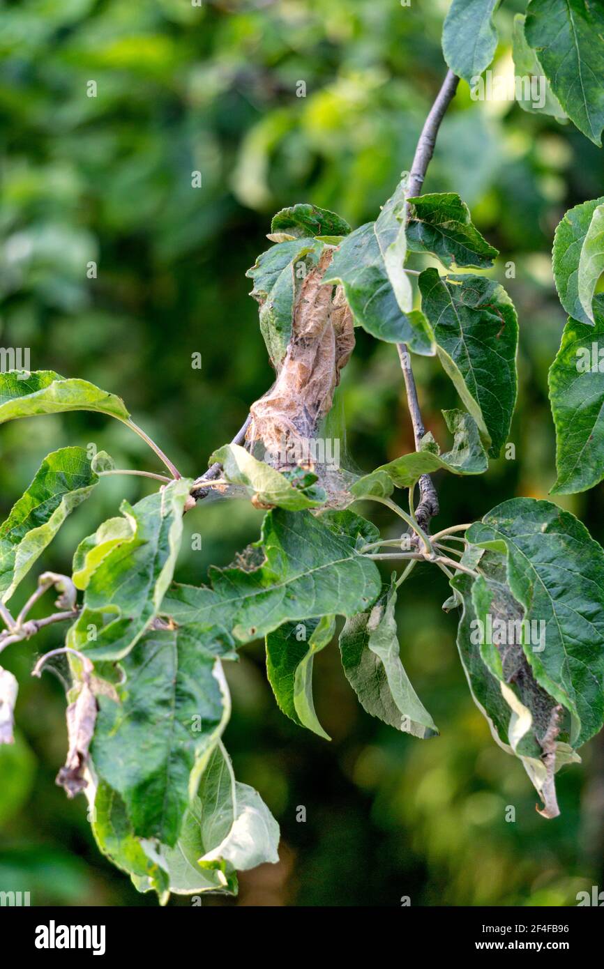 Domestic pests hi-res stock photography and images - Alamy