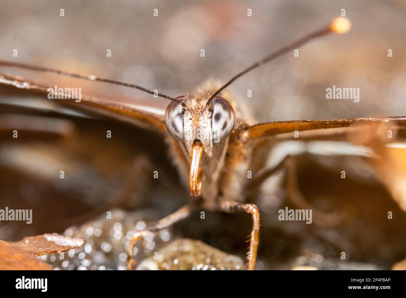 Butterfly legs close up hi-res stock photography and images - Alamy