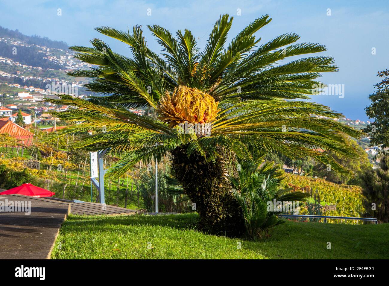 Nature in madeira hi-res stock photography and images - Alamy