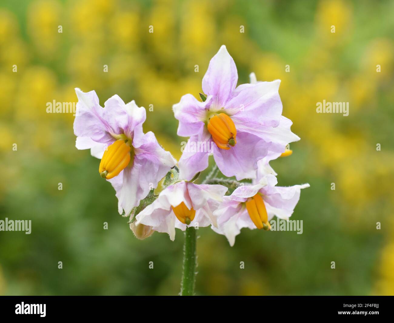 Potato plant flower hi-res stock photography and images - Alamy