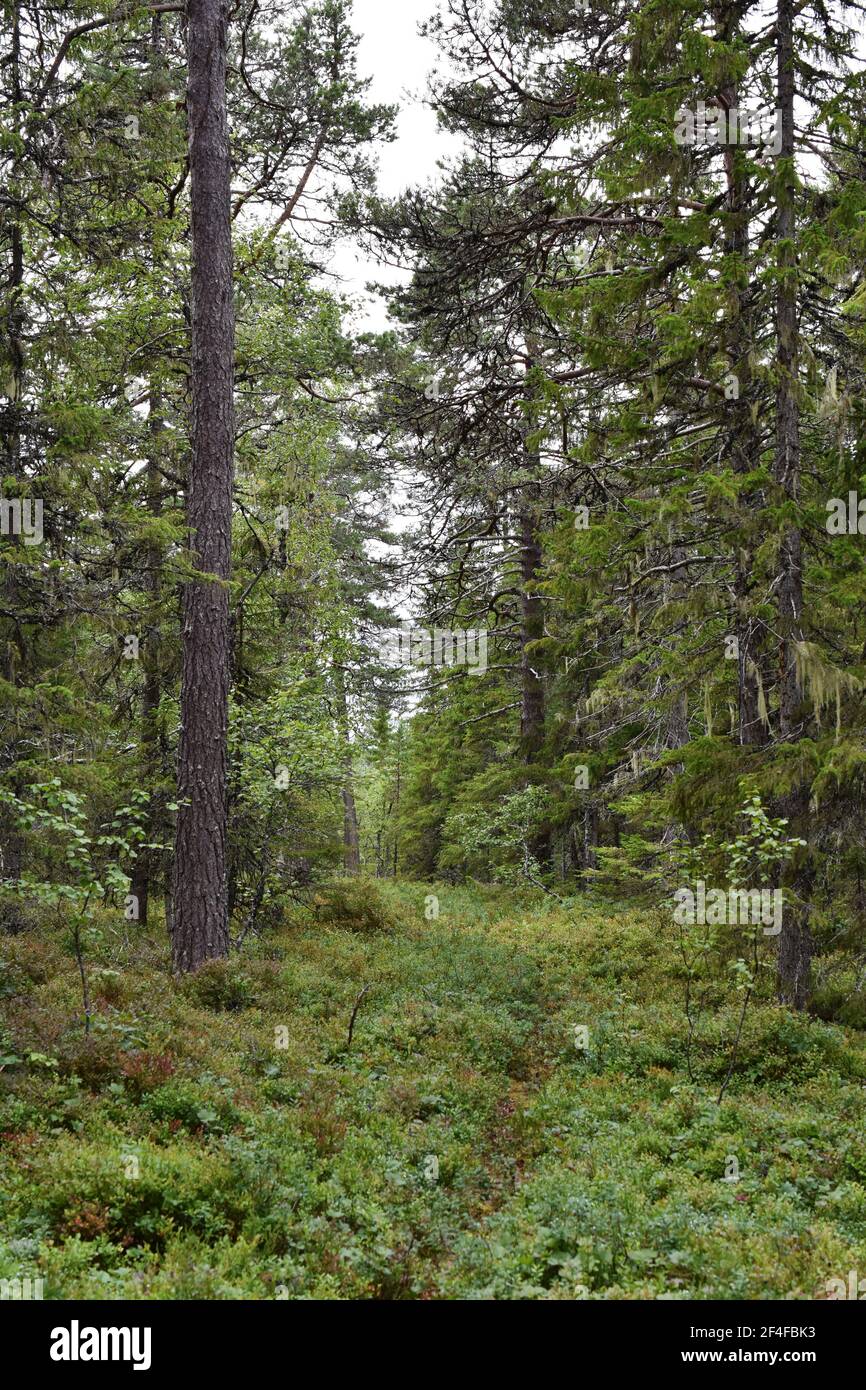 Dense environment hi-res stock photography and images - Alamy