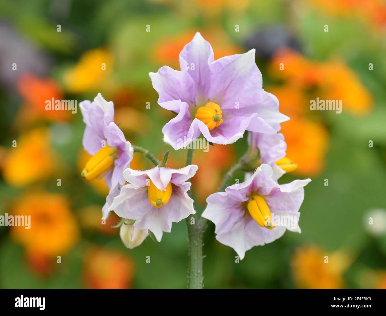 Solanum tuberosum flower hi-res stock photography and images - Alamy