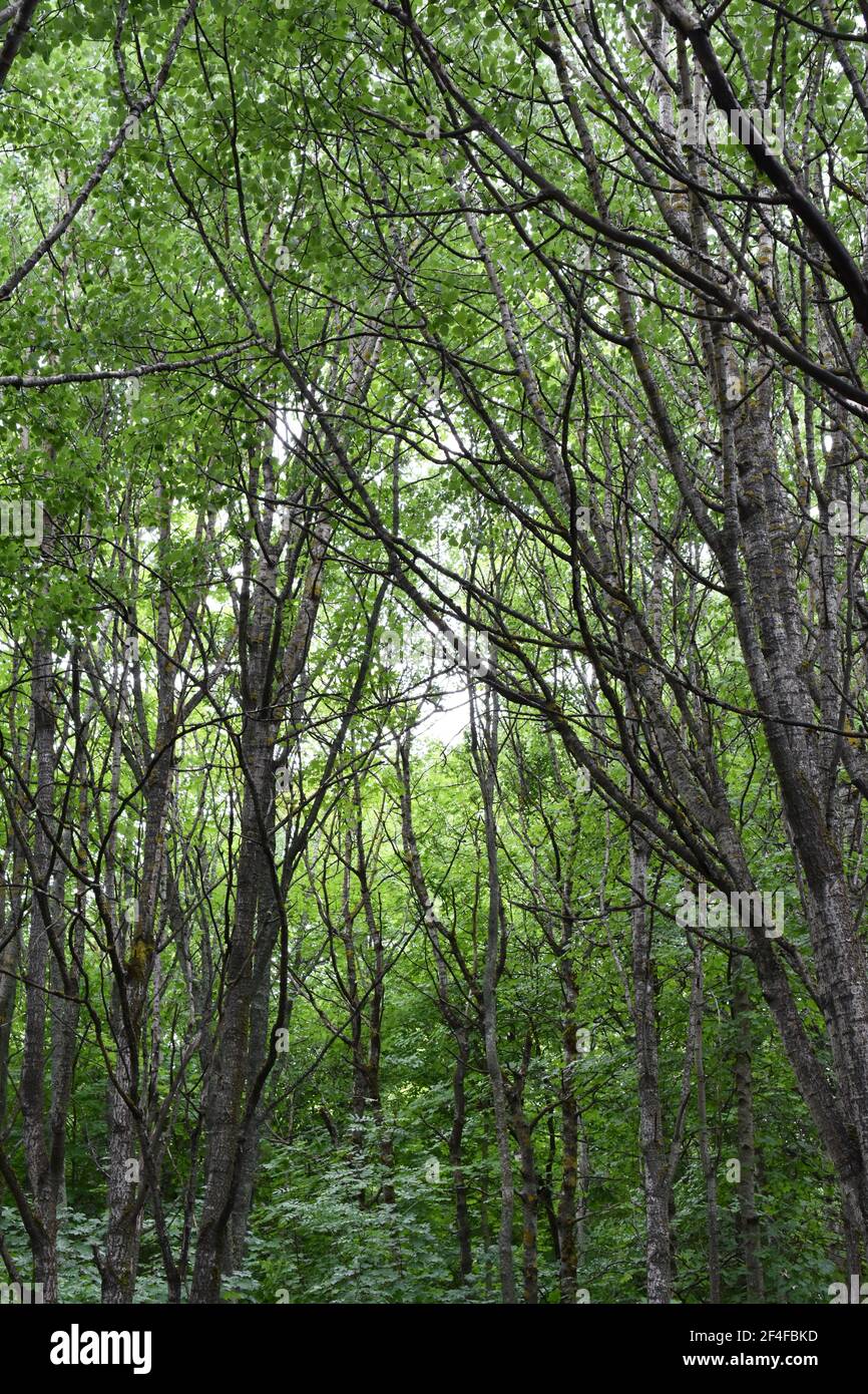 Dense forest of green deciduous trees Stock Photo - Alamy