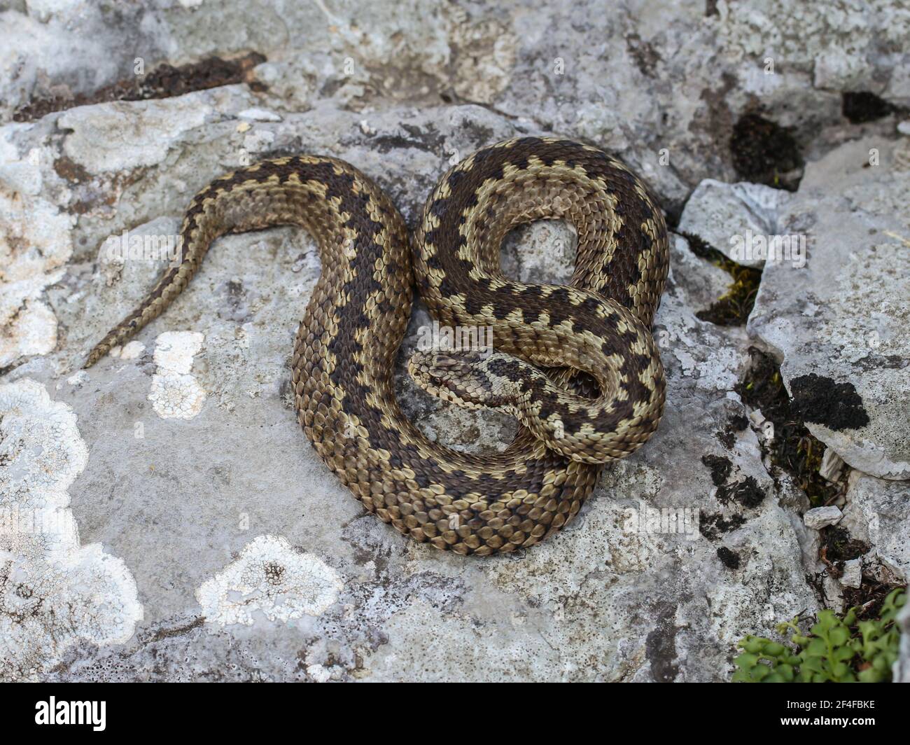 Single female of Meadow viper (latin nama Vipera ursinii) at Mokra Gora ...