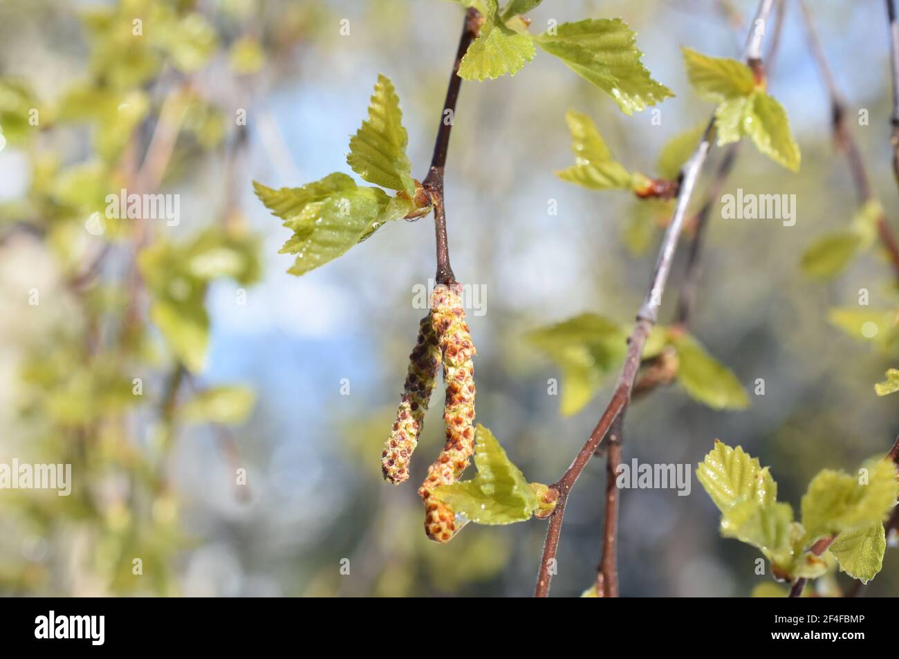 Birch tree branch with flower and new foliage in spring Stock Photo - Alamy