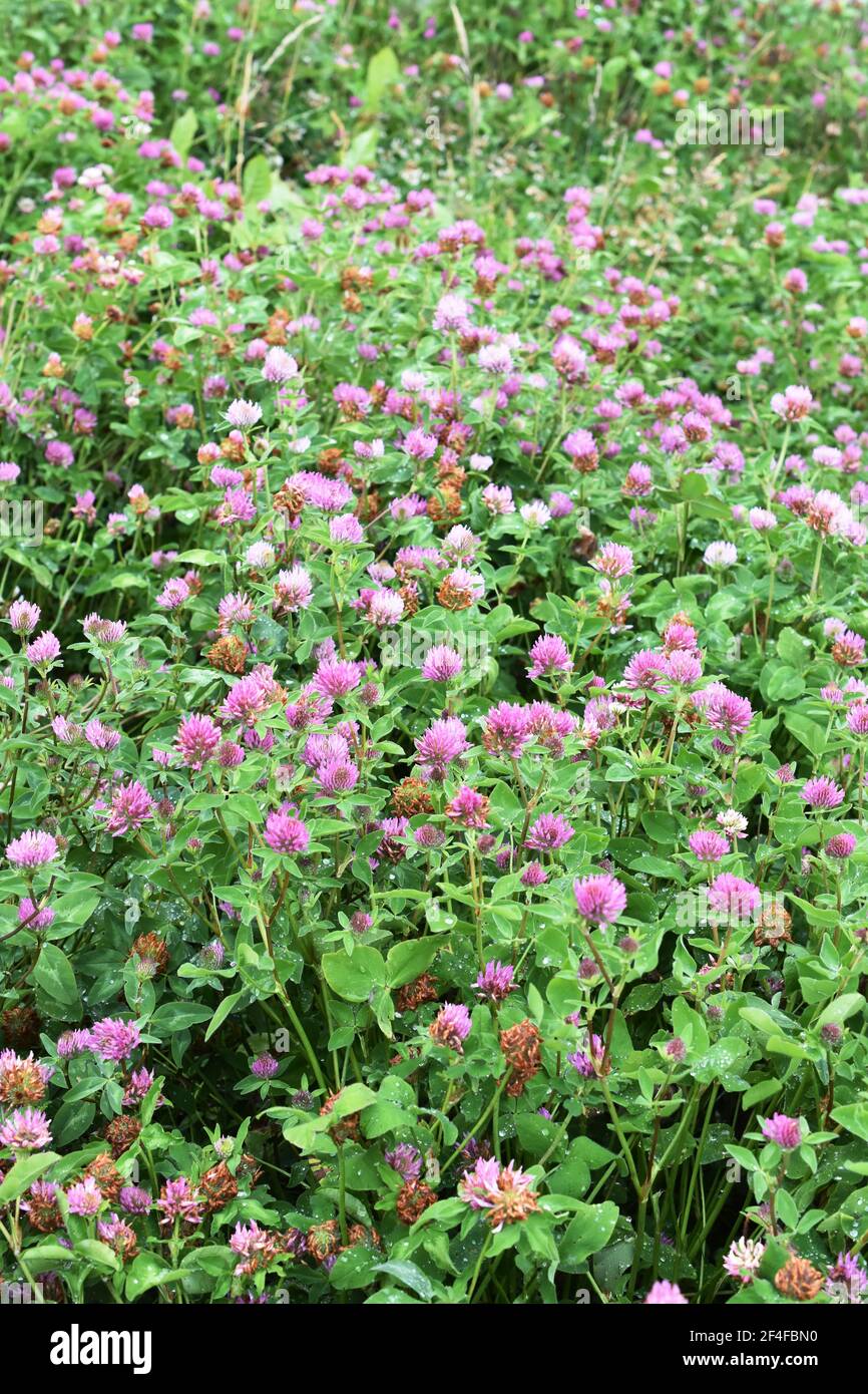 Red clover wildflower Trifoilum pratense growing in a field Stock Photo ...