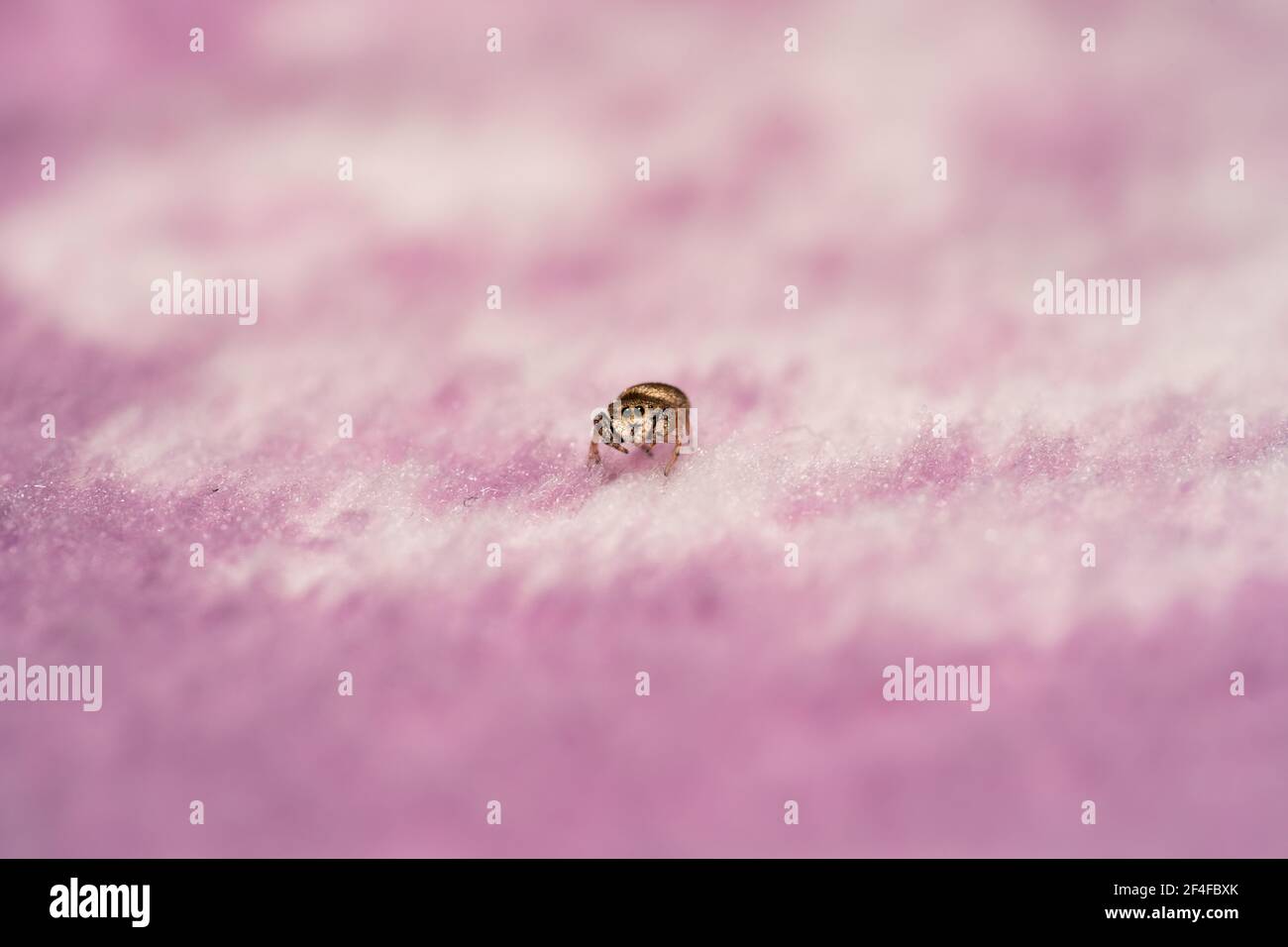 Crawling bugs hi-res stock photography and images - Alamy