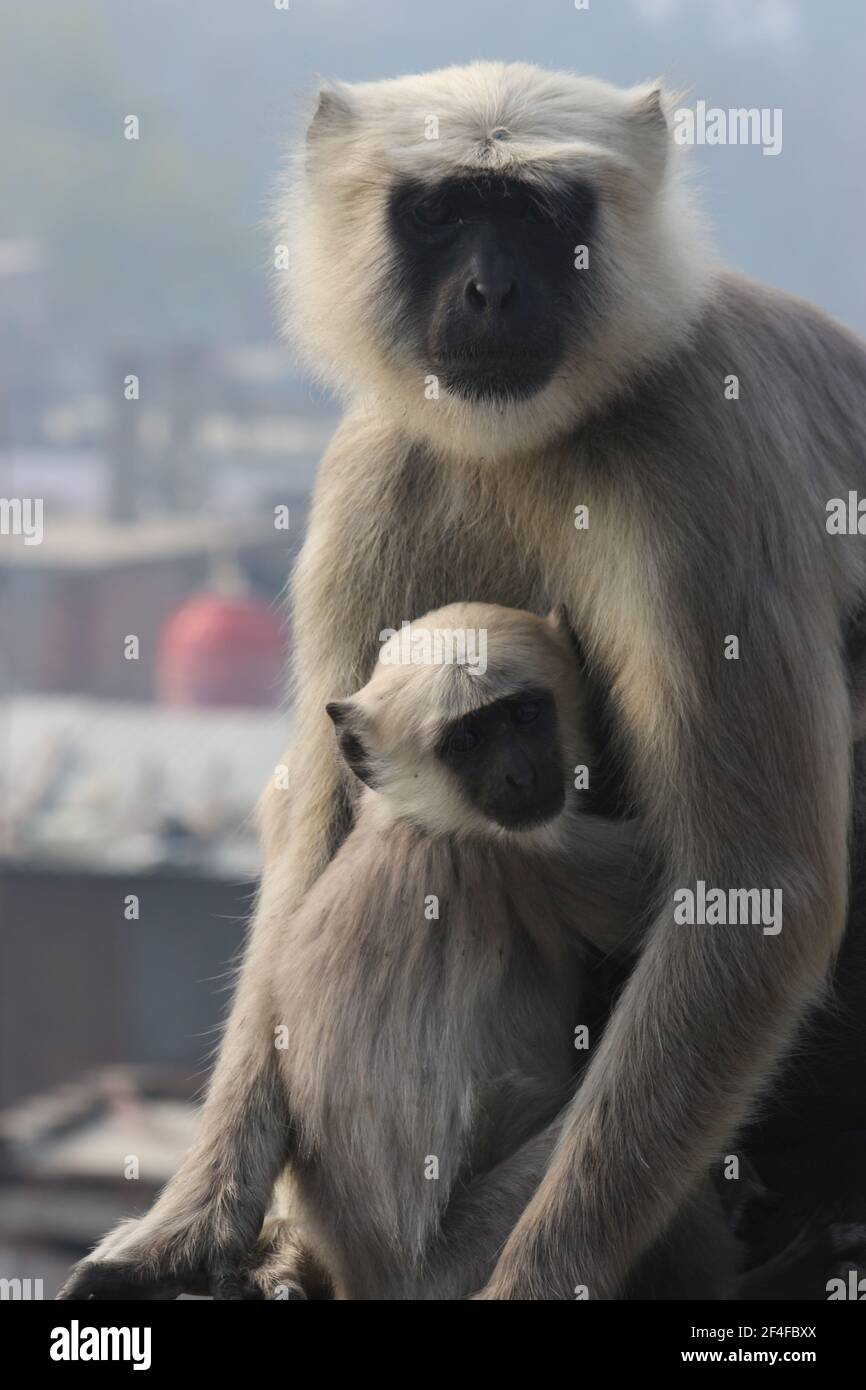 A closeup of a cute white-headed gray langur hugging a baby langur ...