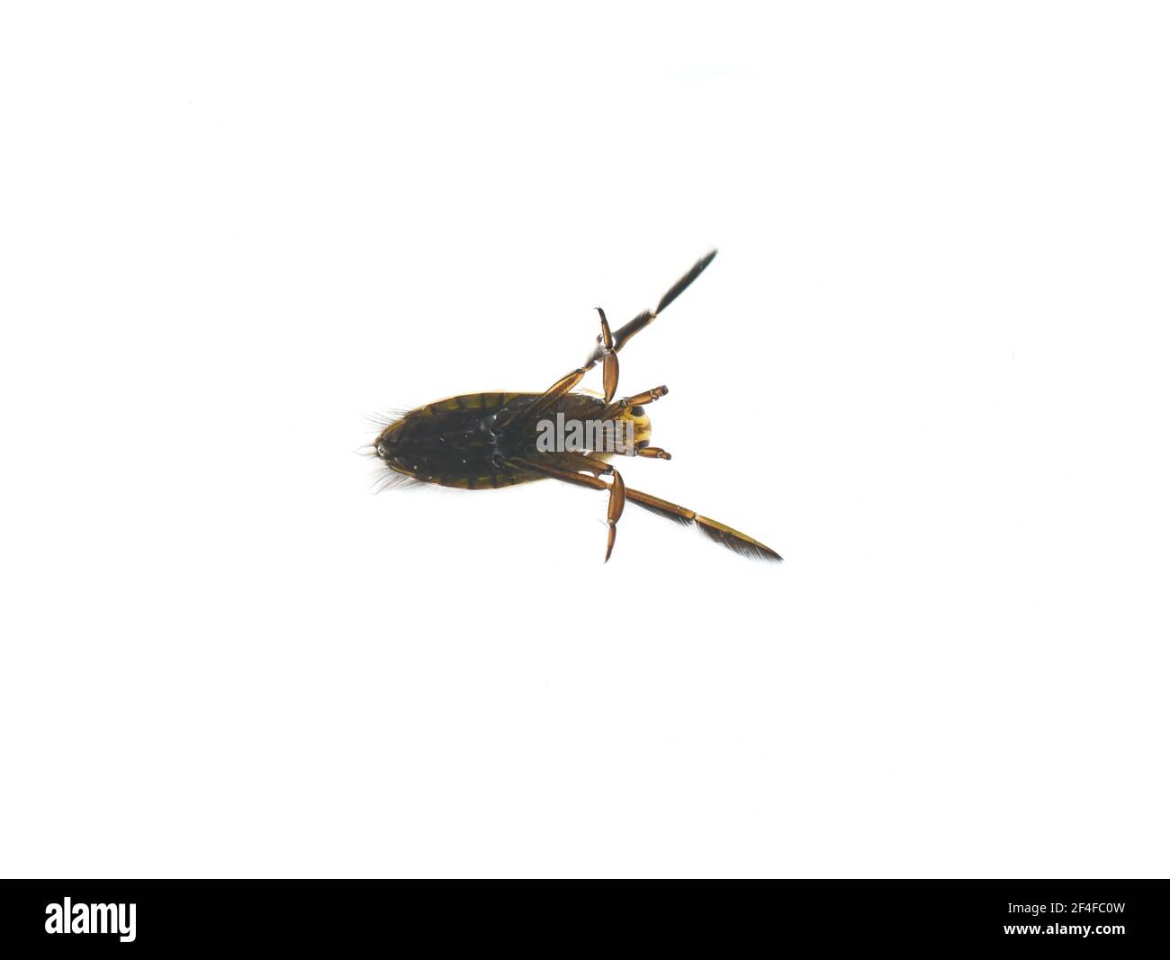Backswimmer hemiptera notonectidae Cut Out Stock Images & Pictures - Alamy