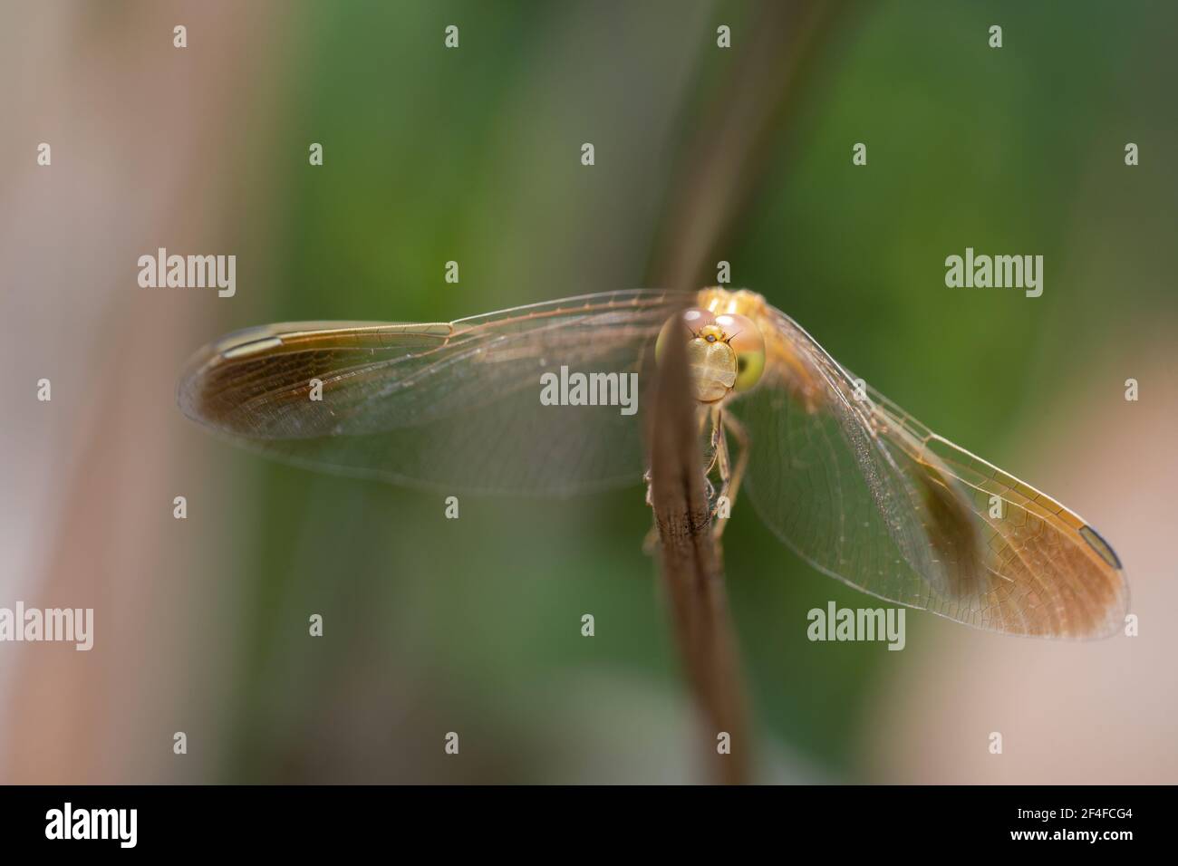 Macro shot dragonfly in hi-res stock photography and images - Alamy