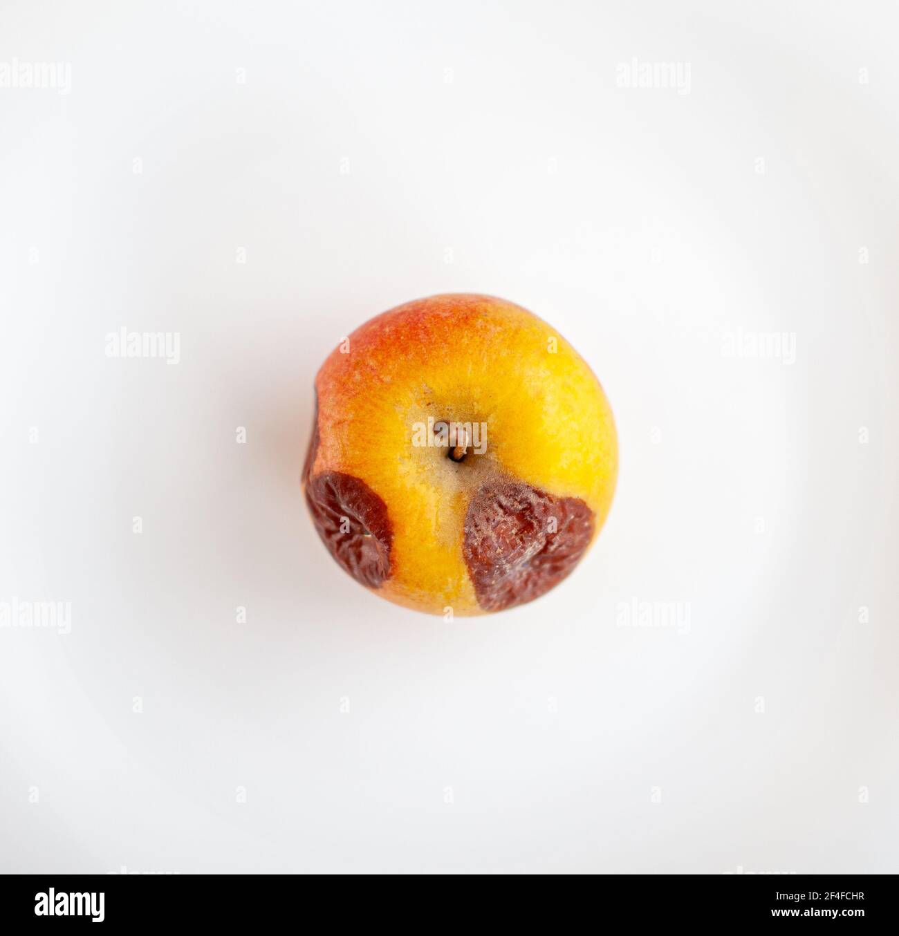 Close-up of a rotting apple isolated on a white background with a copy ...