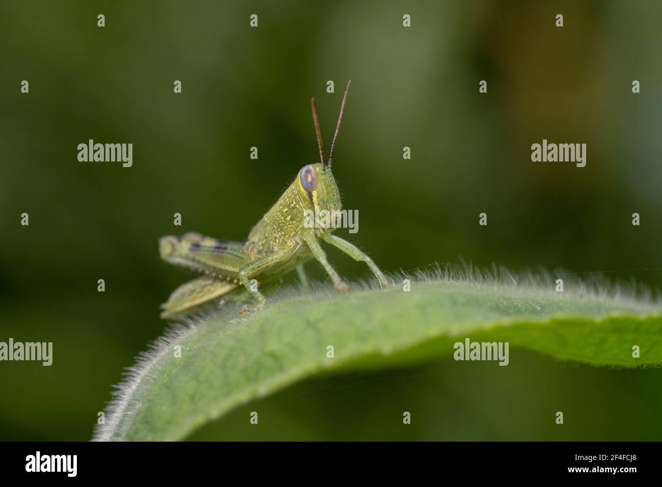Green grasshopper with pointy antennas Stock Photo - Alamy