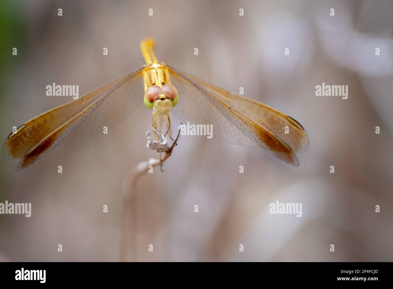 Golden dragonfly with orange wing tips with a creamy background Stock ...