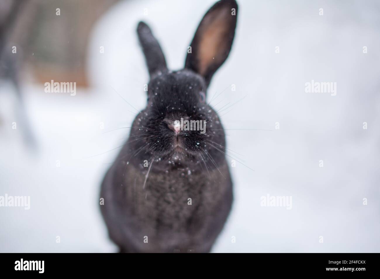 Rabbit trap hi-res stock photography and images - Alamy