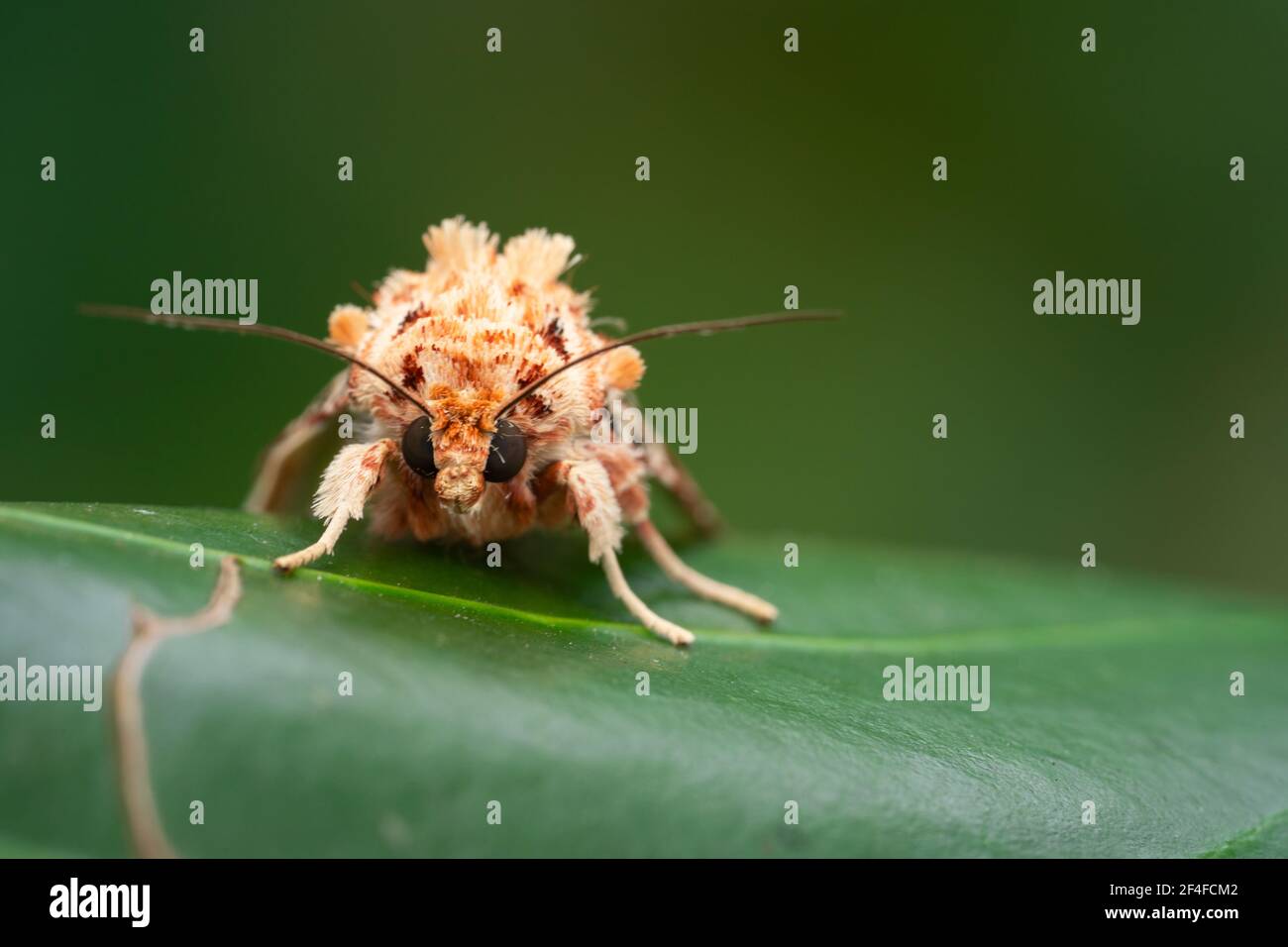 Orange and white spotted fluffy moth with built legs and pointy ...