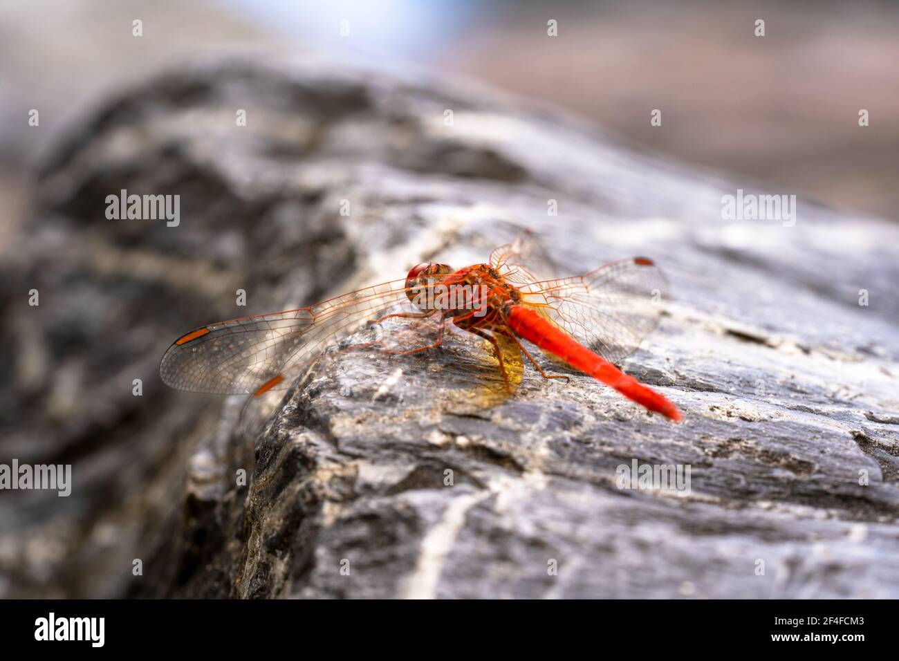 Dragonfly close up shot hi-res stock photography and images - Alamy