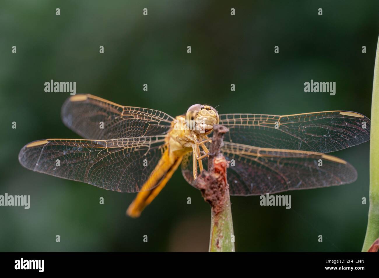 Golden dragon fly with netted wings Stock Photo - Alamy