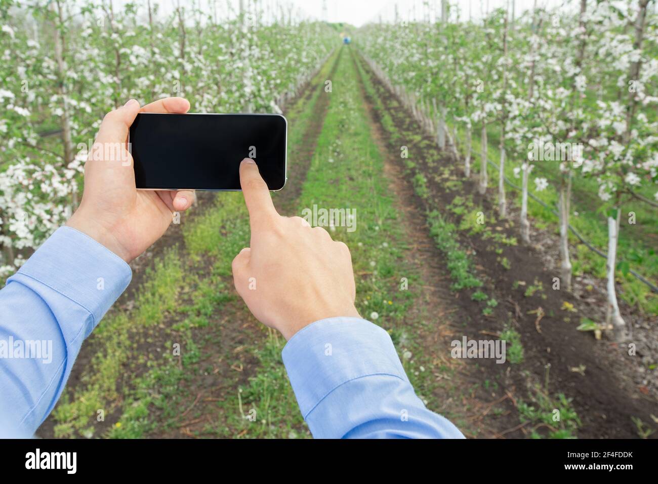 Farmer with phone for working hydroponic in morning at plantation of ...
