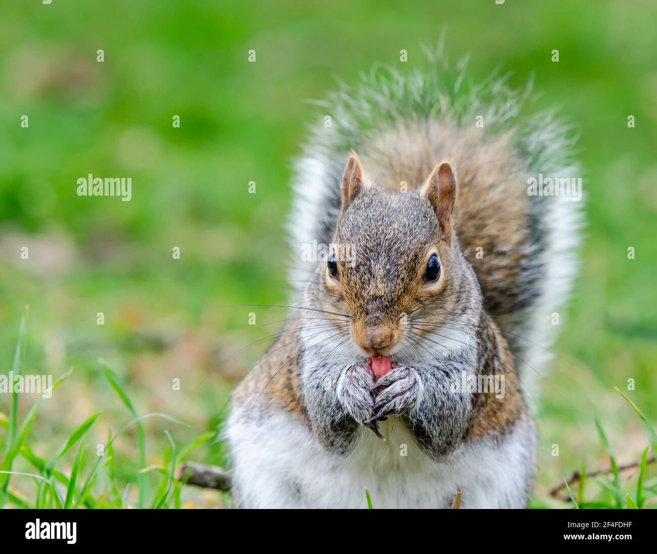 Red squirrel eating a nut hi-res stock photography and images - Alamy