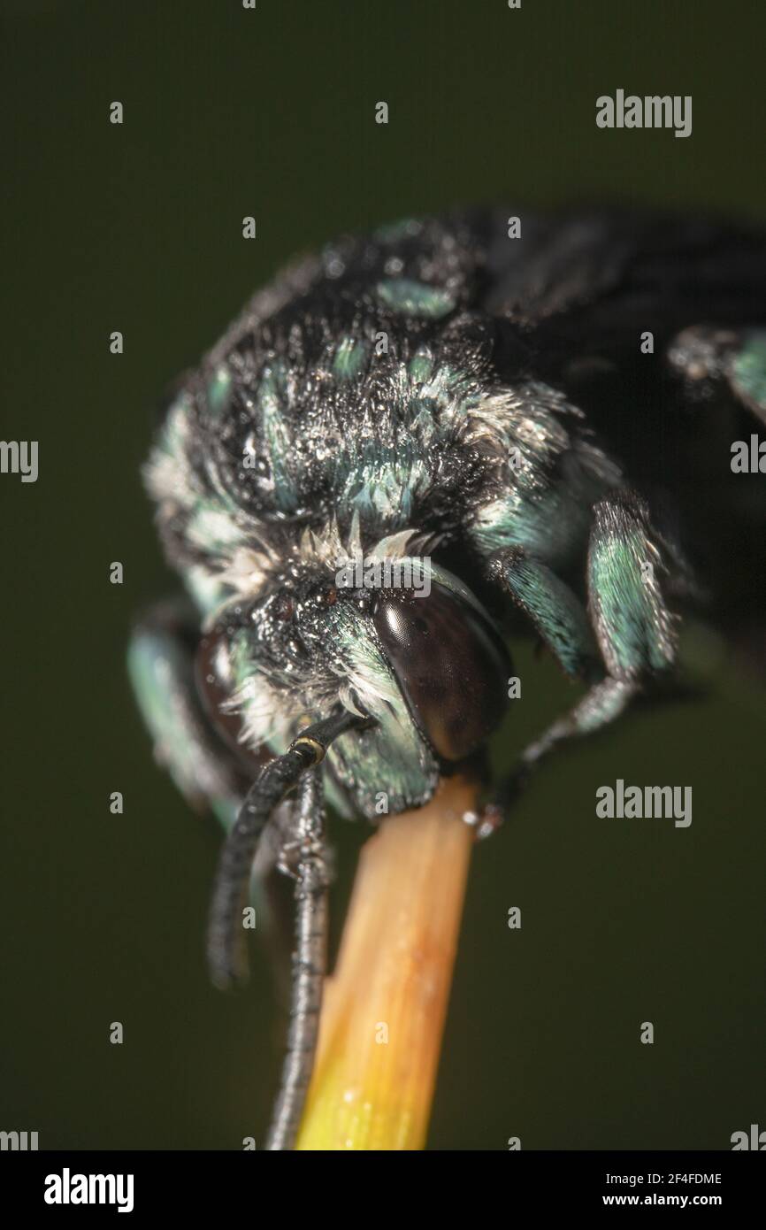 Furry and big eyed Australian native Neon Cuckoo bee with pointy ...