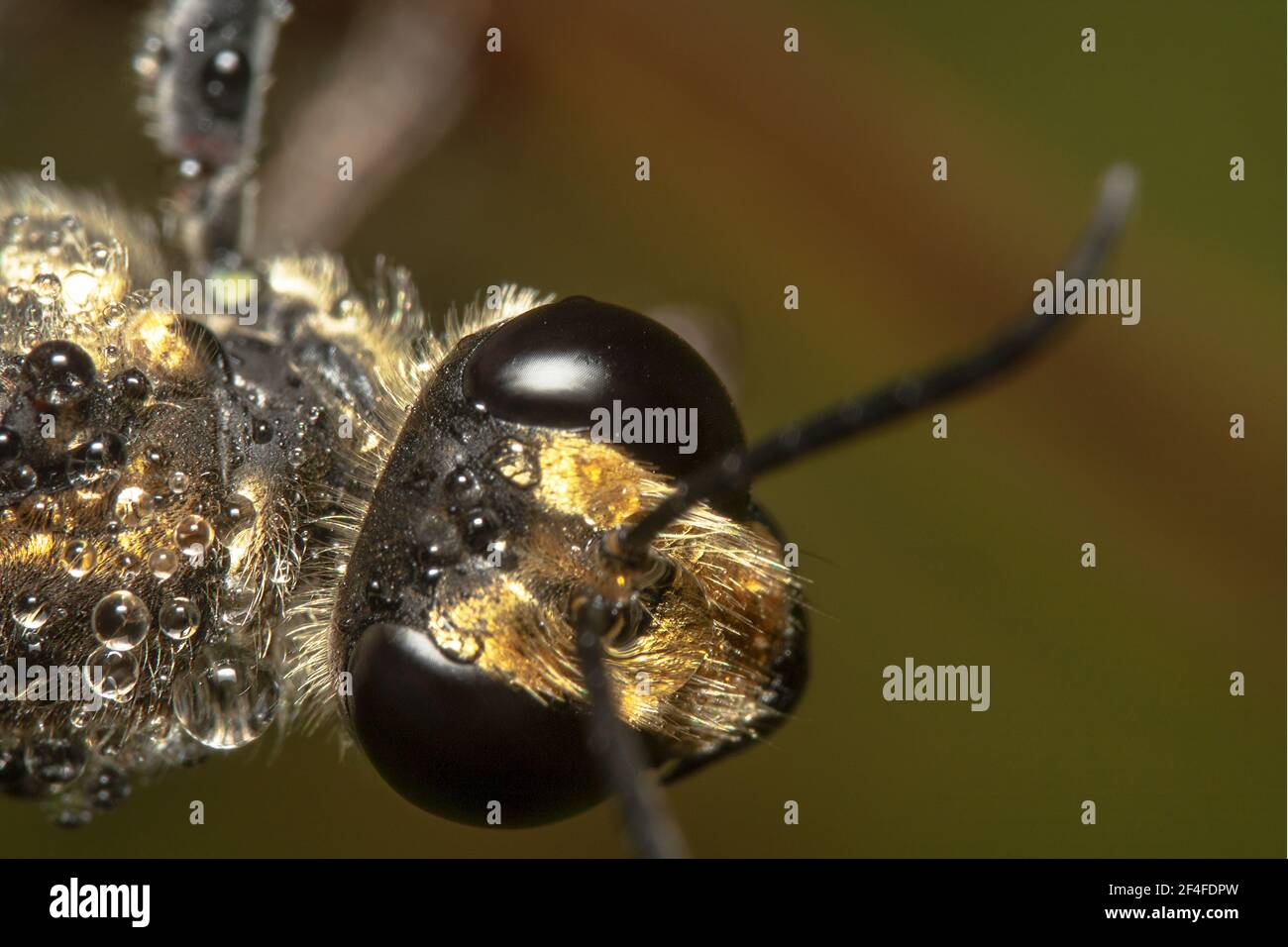 Golden digger/orange colour wasp Sphex ichneumoneus top down shot Stock ...